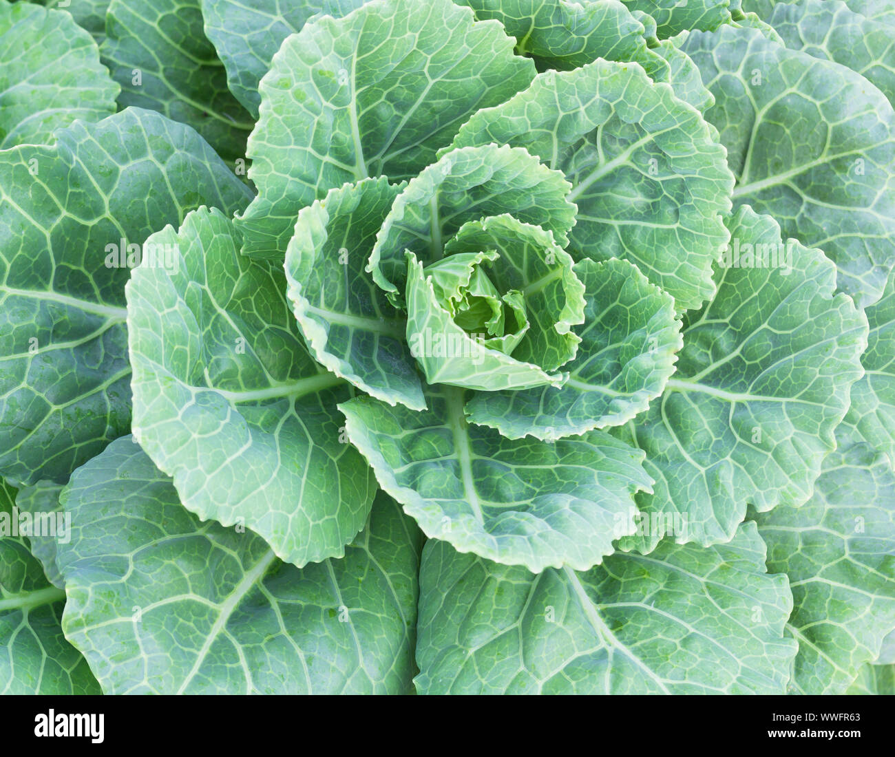 Close up raw cabbage crop in the garden, agriculture concept Stock ...