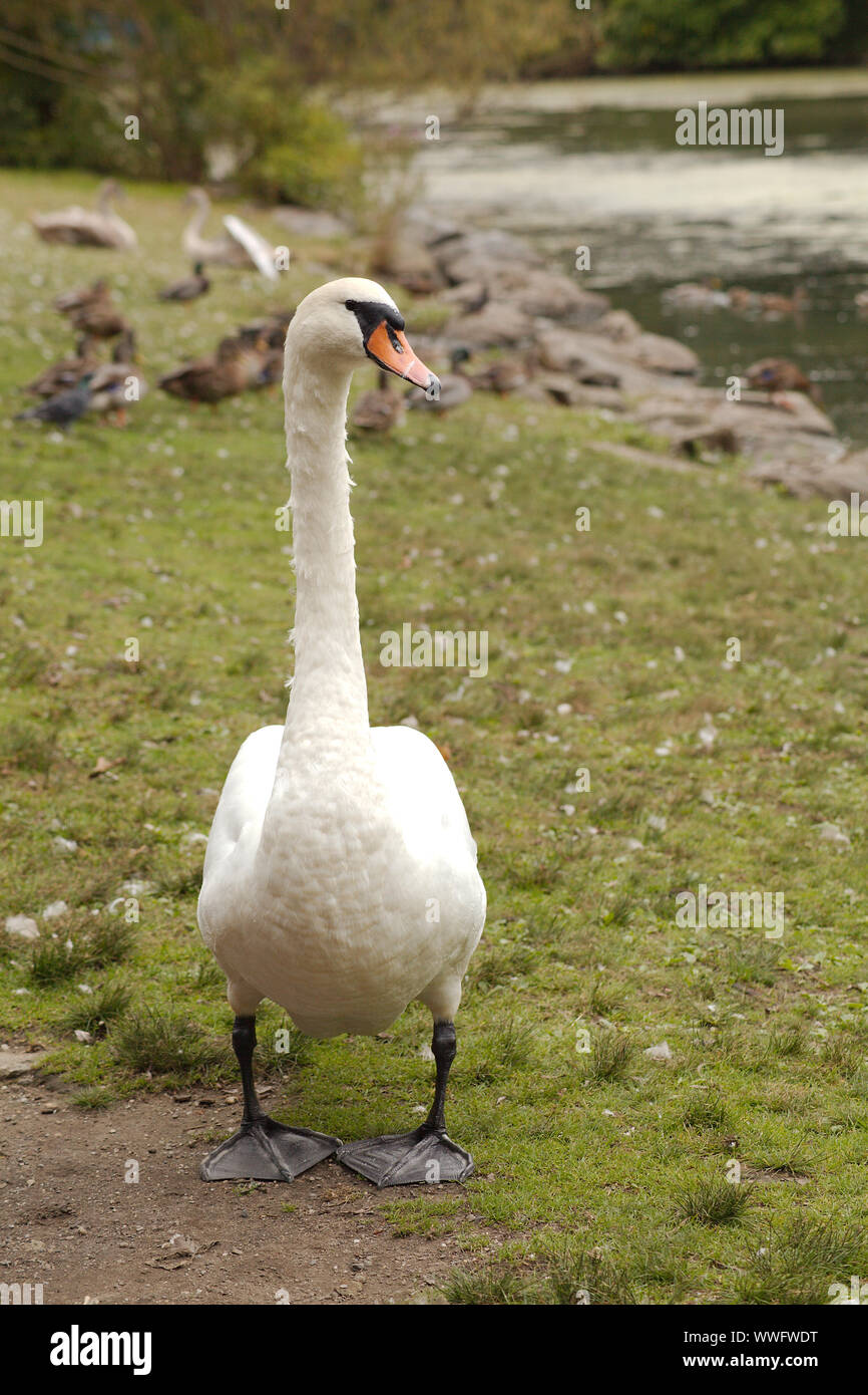 Swan standing front view hi-res stock photography and images - Alamy