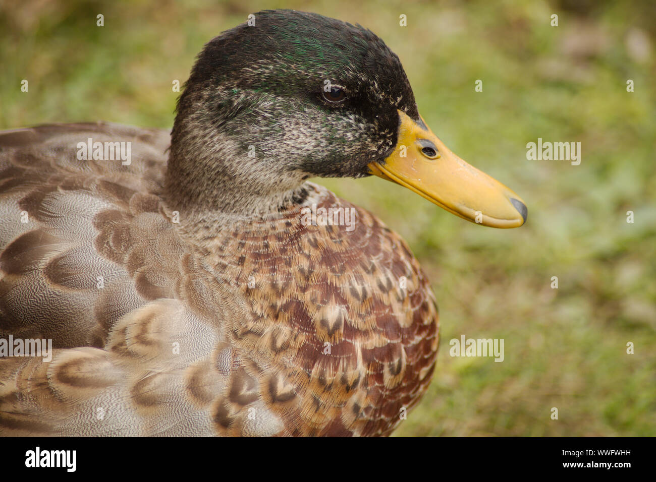 Mallard duck standing hi-res stock photography and images - Alamy