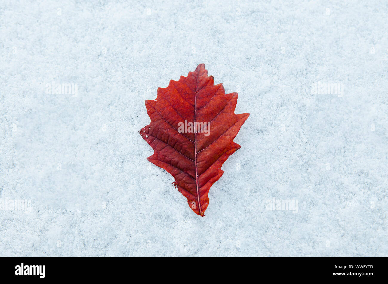 Beautiful vibrant colourful red leaves foliage and white frozen snow in ...