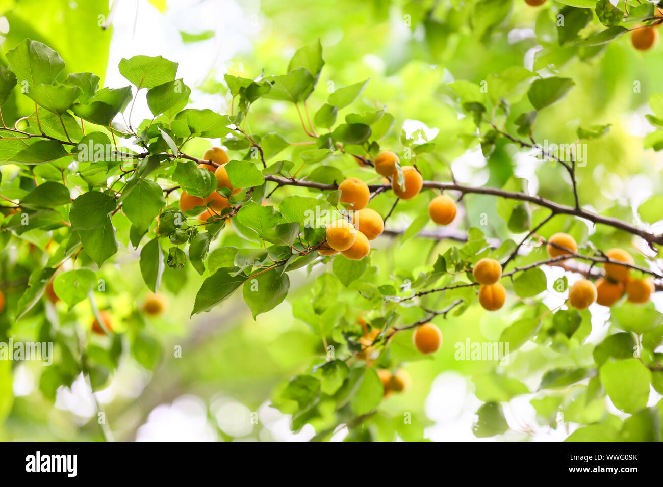 Branches with ripe apricots on tree in garden Stock Photo - Alamy