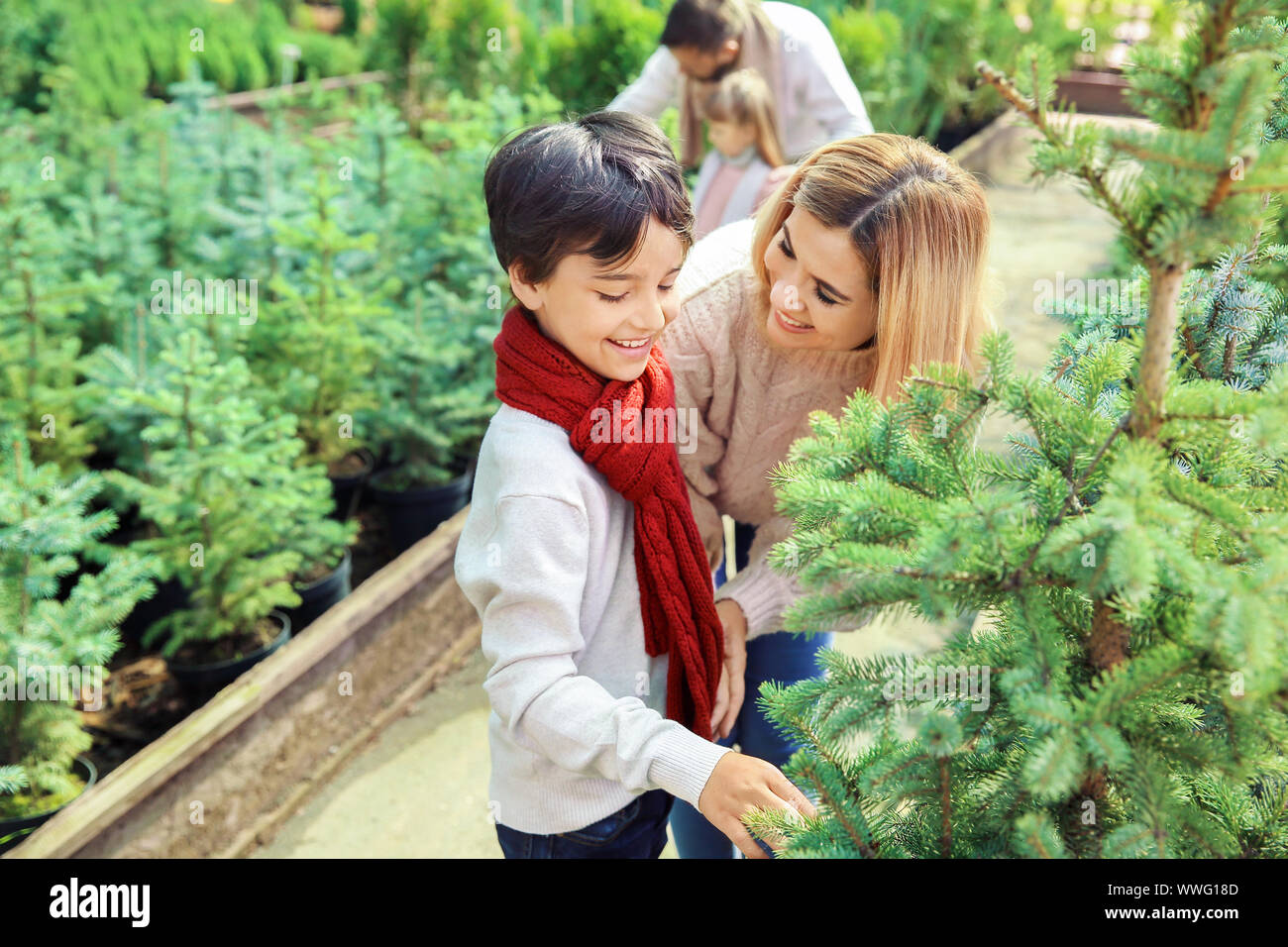 Family choosing Christmas tree in greenhouse Stock Photo - Alamy