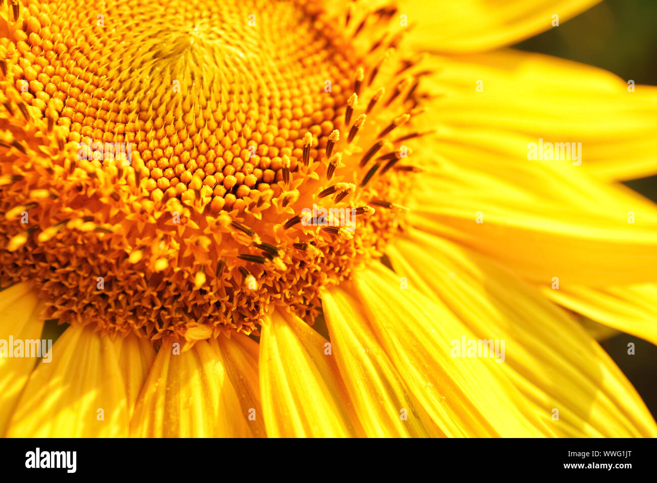 Beautiful blooming sunflower, closeup view Stock Photo - Alamy