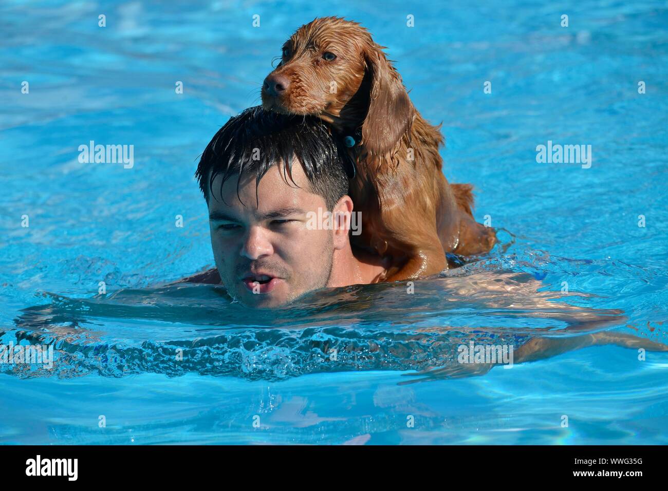 Annual dog swim at Saltdean Lido, Brighton 14/09/2019 An end of season ...