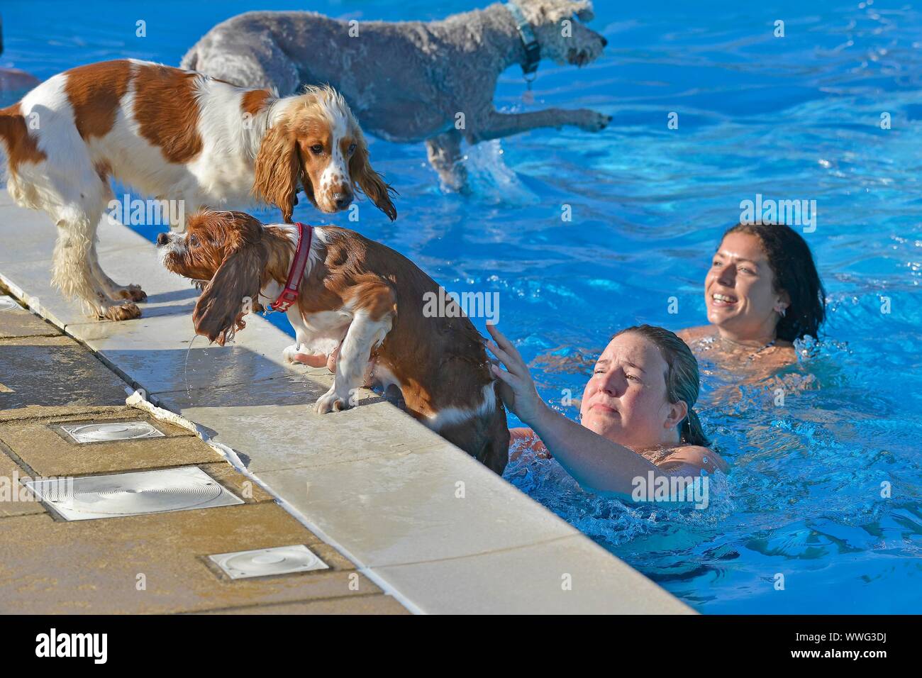 Annual dog swim at Saltdean Lido, Brighton 14/09/2019 An end of season ...