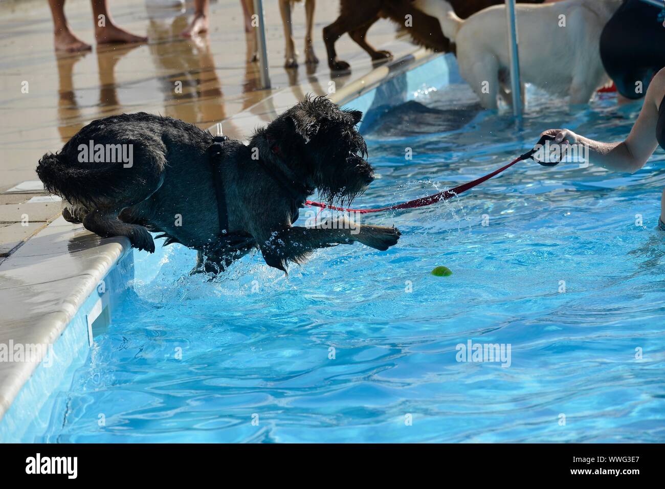 Annual dog swim at Saltdean Lido, Brighton 14/09/2019 An end of season ...