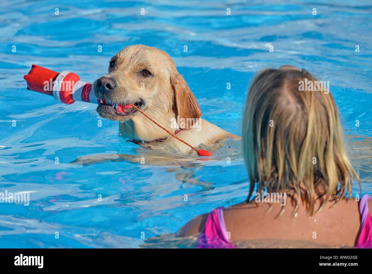 Annual dog swim at Saltdean Lido, Brighton 14/09/2019 An end of season ...