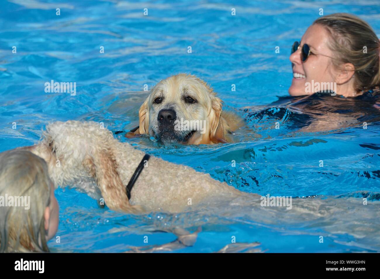Annual dog swim at Saltdean Lido, Brighton 14/09/2019 An end of season ...