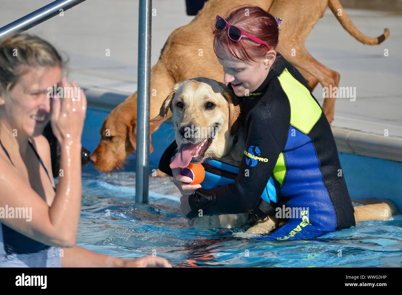 Dogs swimming in public pool hi-res stock photography and images - Alamy