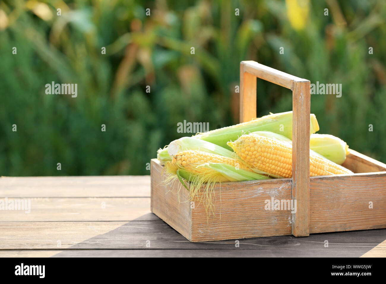 Basket with corn cobs on table in field Stock Photo - Alamy