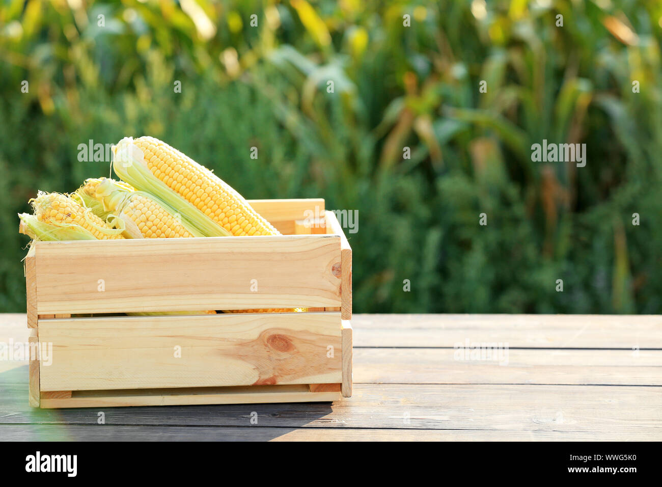 Wooden box with corn cobs on table outdoors Stock Photo - Alamy