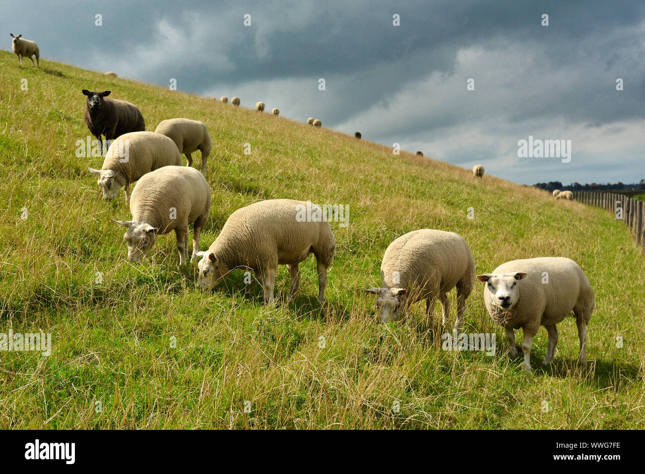 Texel sheeps, heavily muscled breed of domestic sheep from the Texel ...