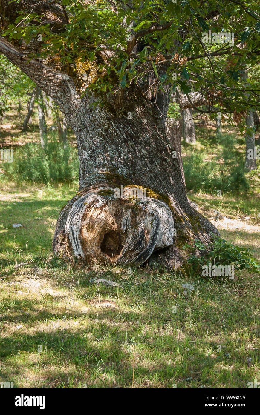 Spain. Oak forest in the National Park of Fuentes Carrionas. Palencia ...
