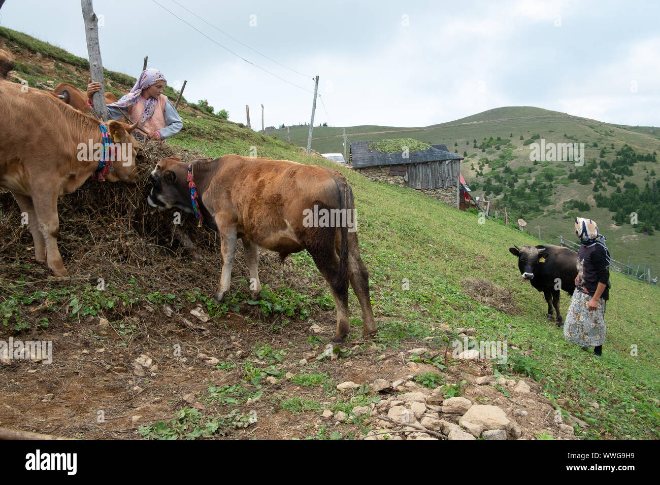 Kocek hi-res stock photography and images - Alamy