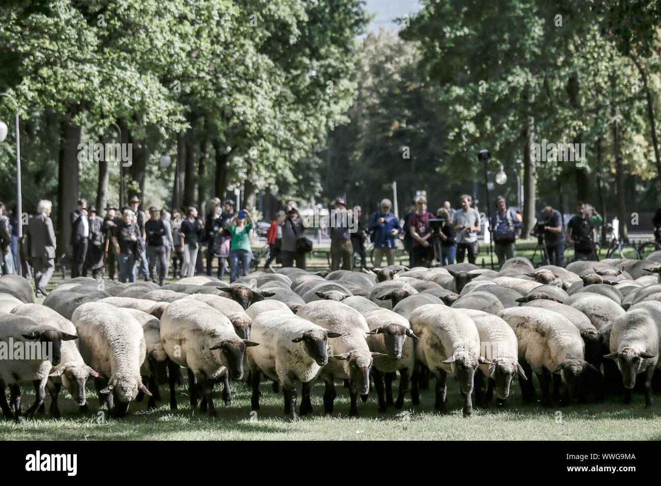 Berlin, Germany. 15th Sep, 2019. Shepherds drive a herd of sheep ...