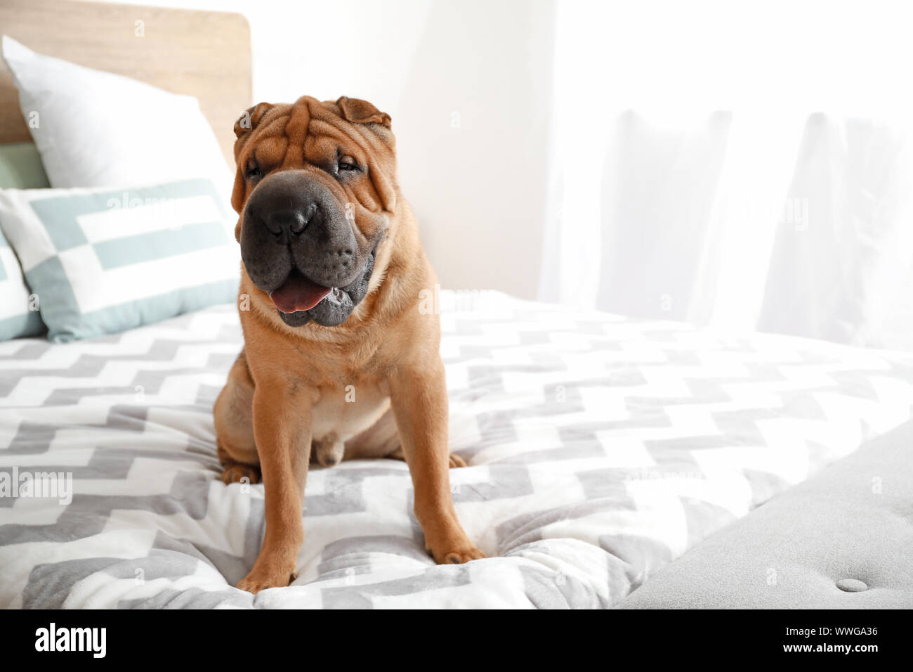 Shar pei home hi-res stock photography and images - Alamy