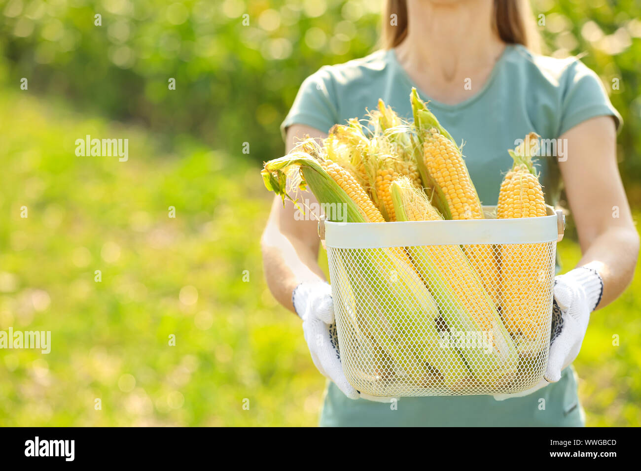 Woman ripe corn cobs hi-res stock photography and images - Alamy