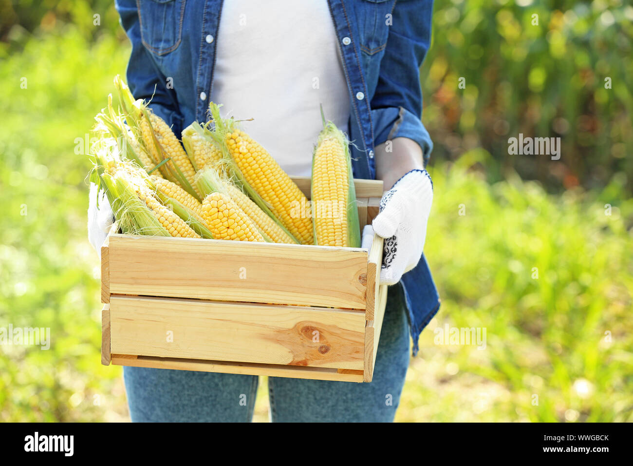 Female farmer with ripe corn cobs in field Stock Photo - Alamy