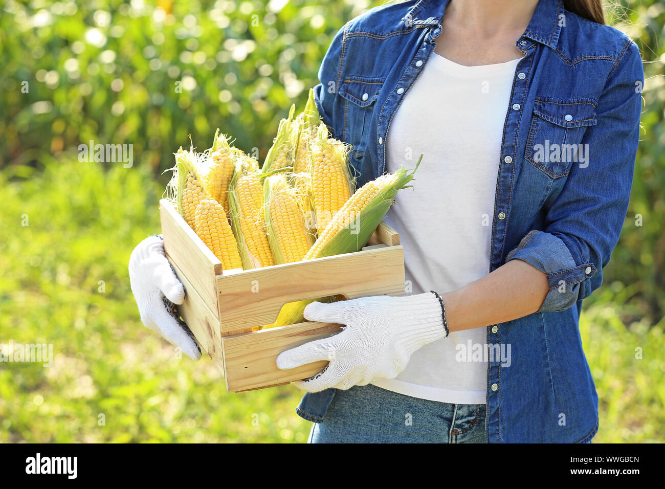 Female farmer with ripe corn cobs in field Stock Photo - Alamy