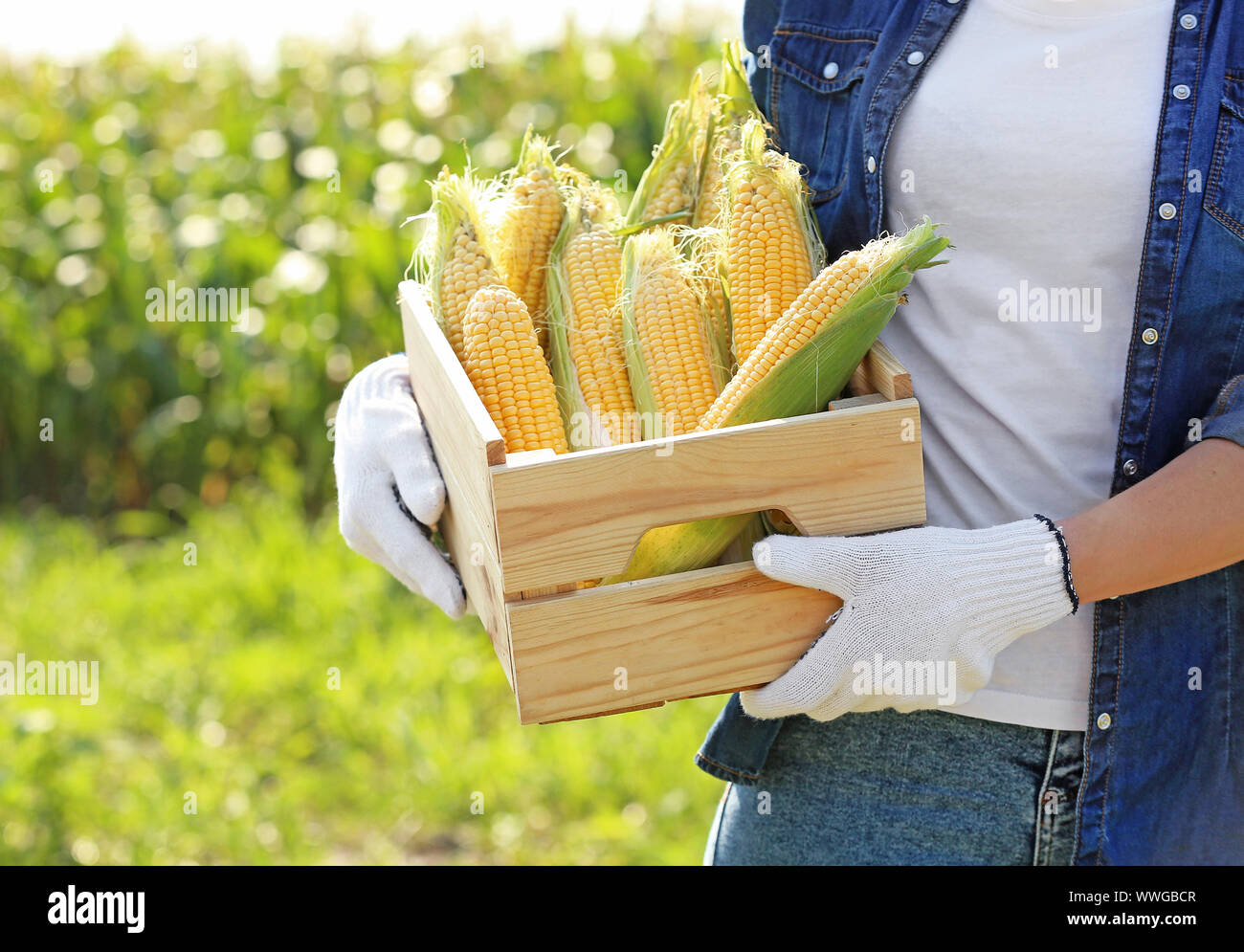 Female farmer with ripe corn cobs in field Stock Photo - Alamy