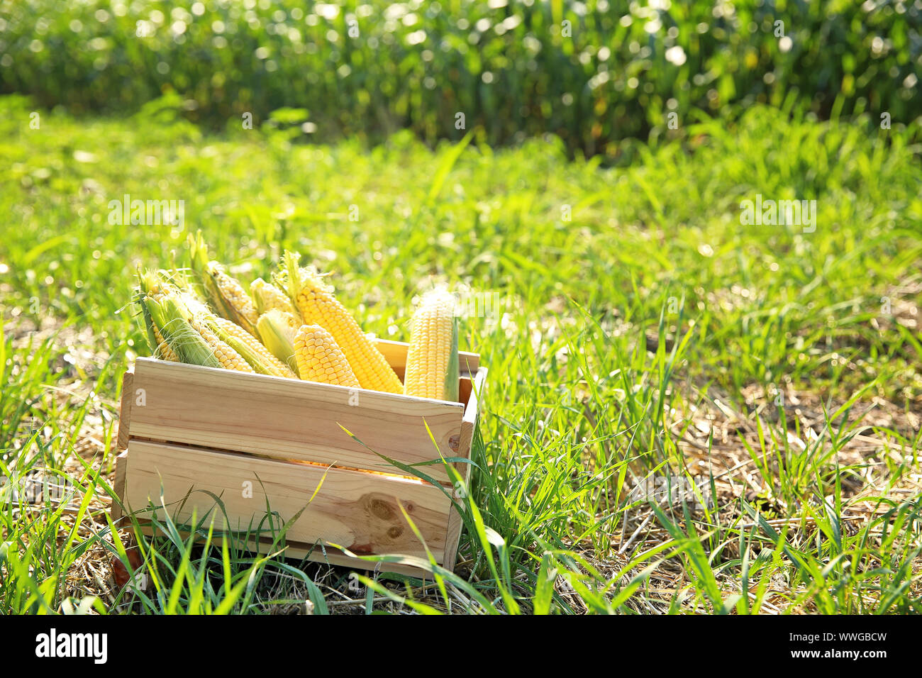 Wooden box with corn cobs in field Stock Photo - Alamy