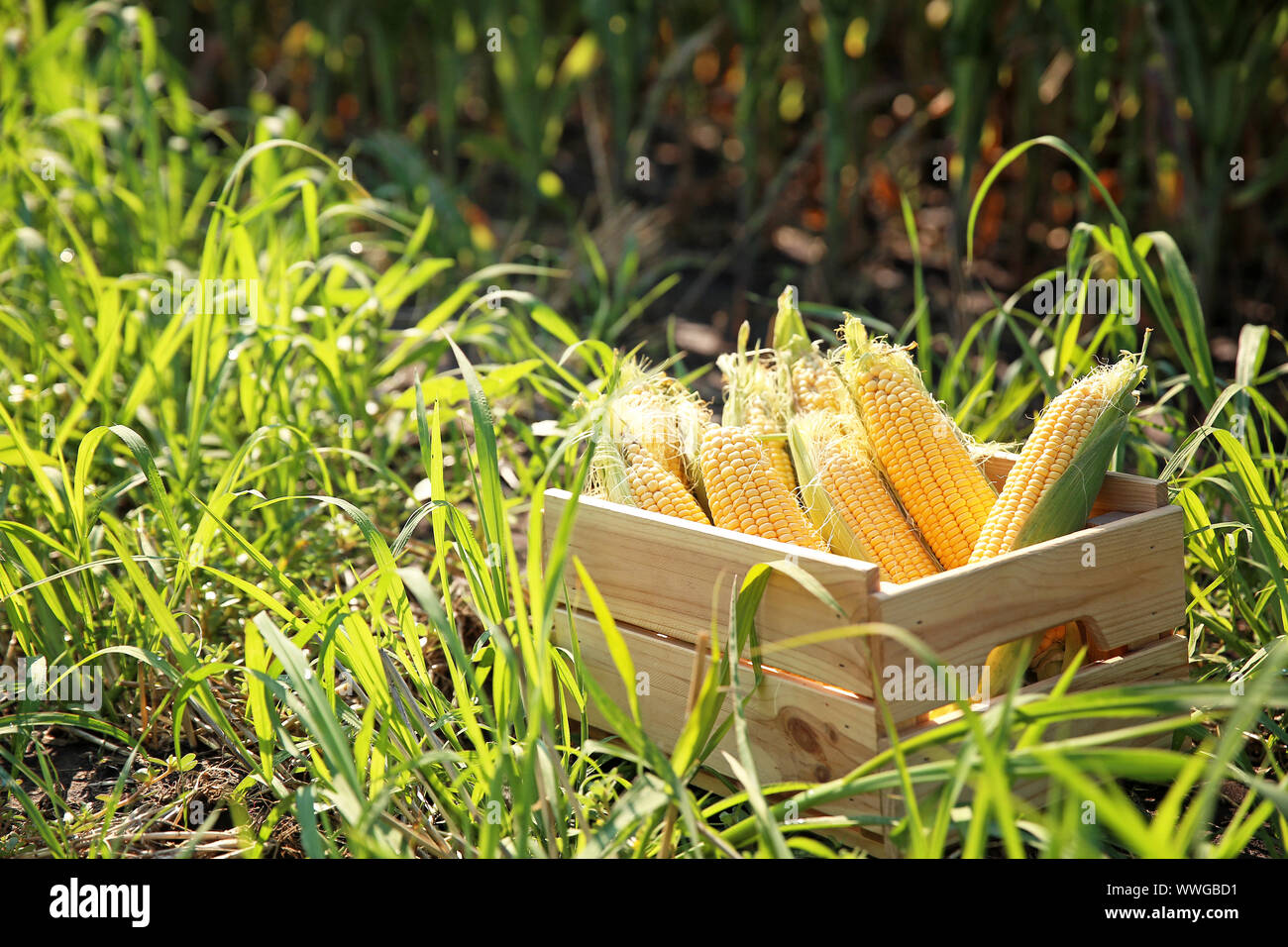 Wooden box with corn cobs in field Stock Photo - Alamy