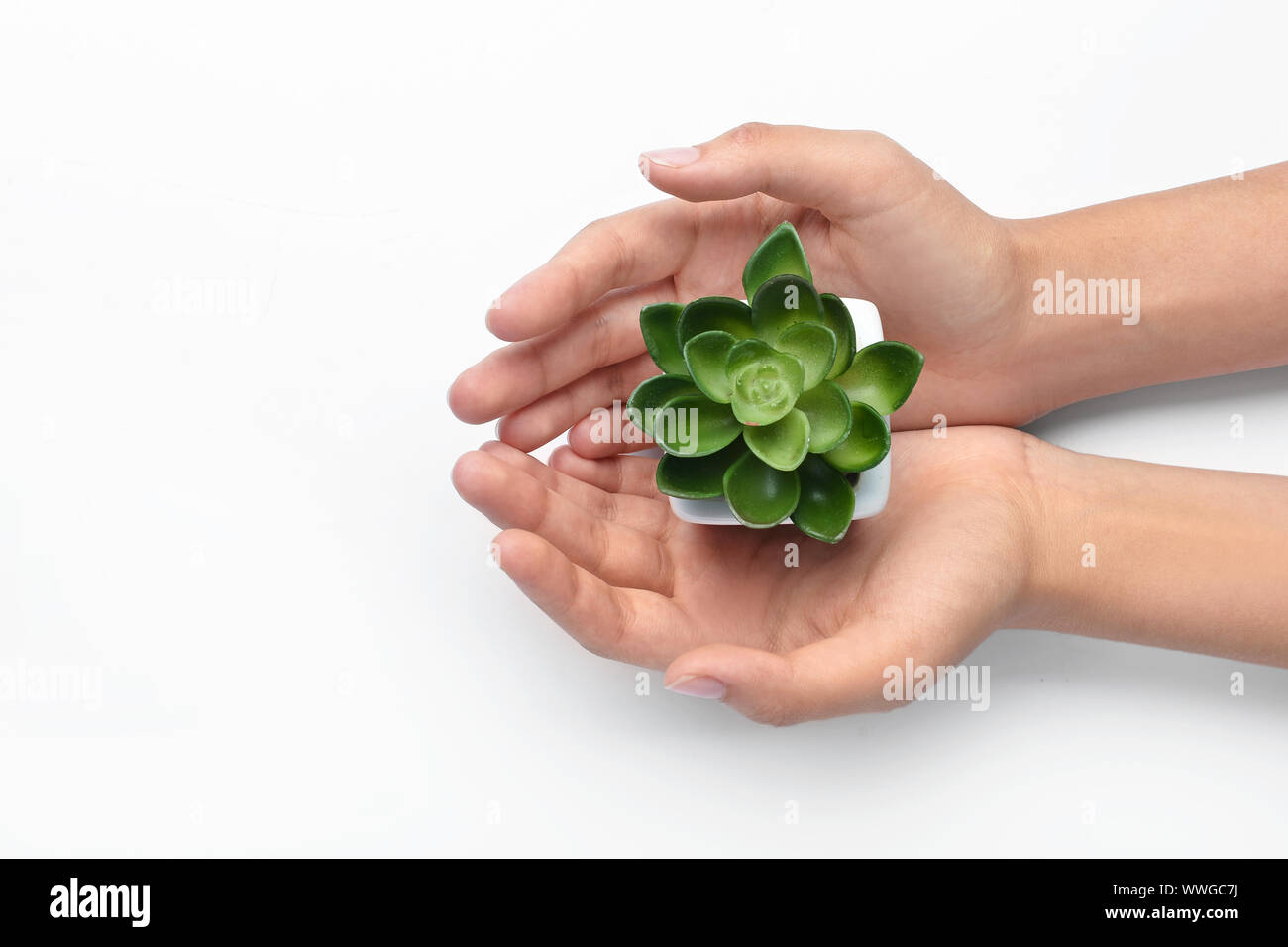 Female hands with plant in pot on white background Stock Photo - Alamy
