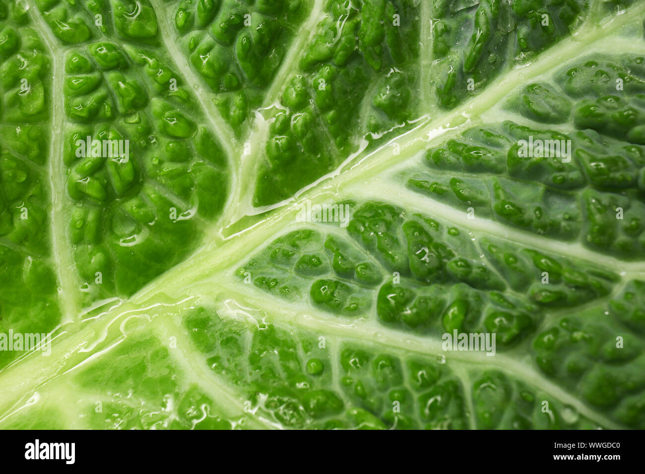 Texture of fresh cabbage, closeup Stock Photo - Alamy