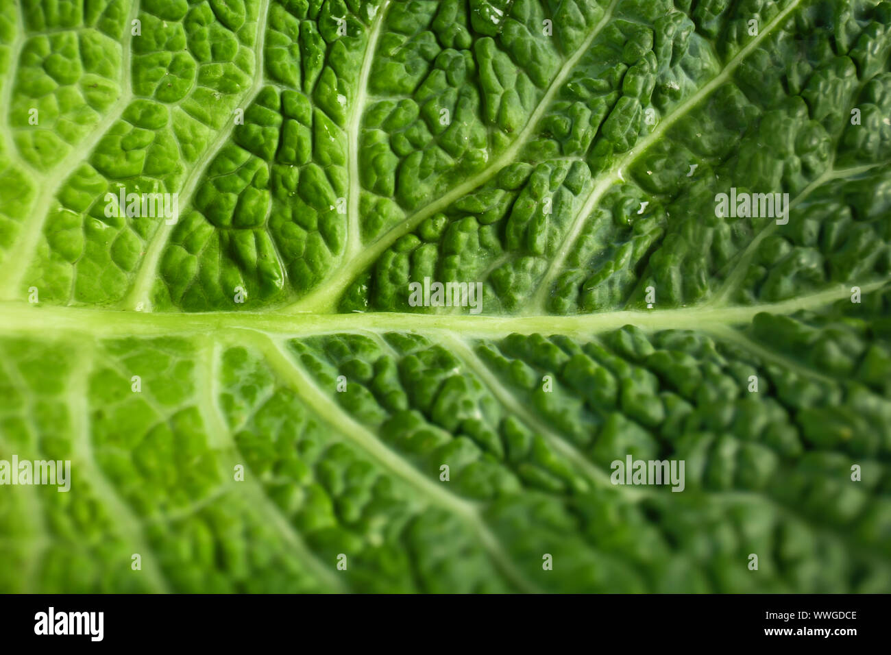 Texture of fresh cabbage, closeup Stock Photo - Alamy