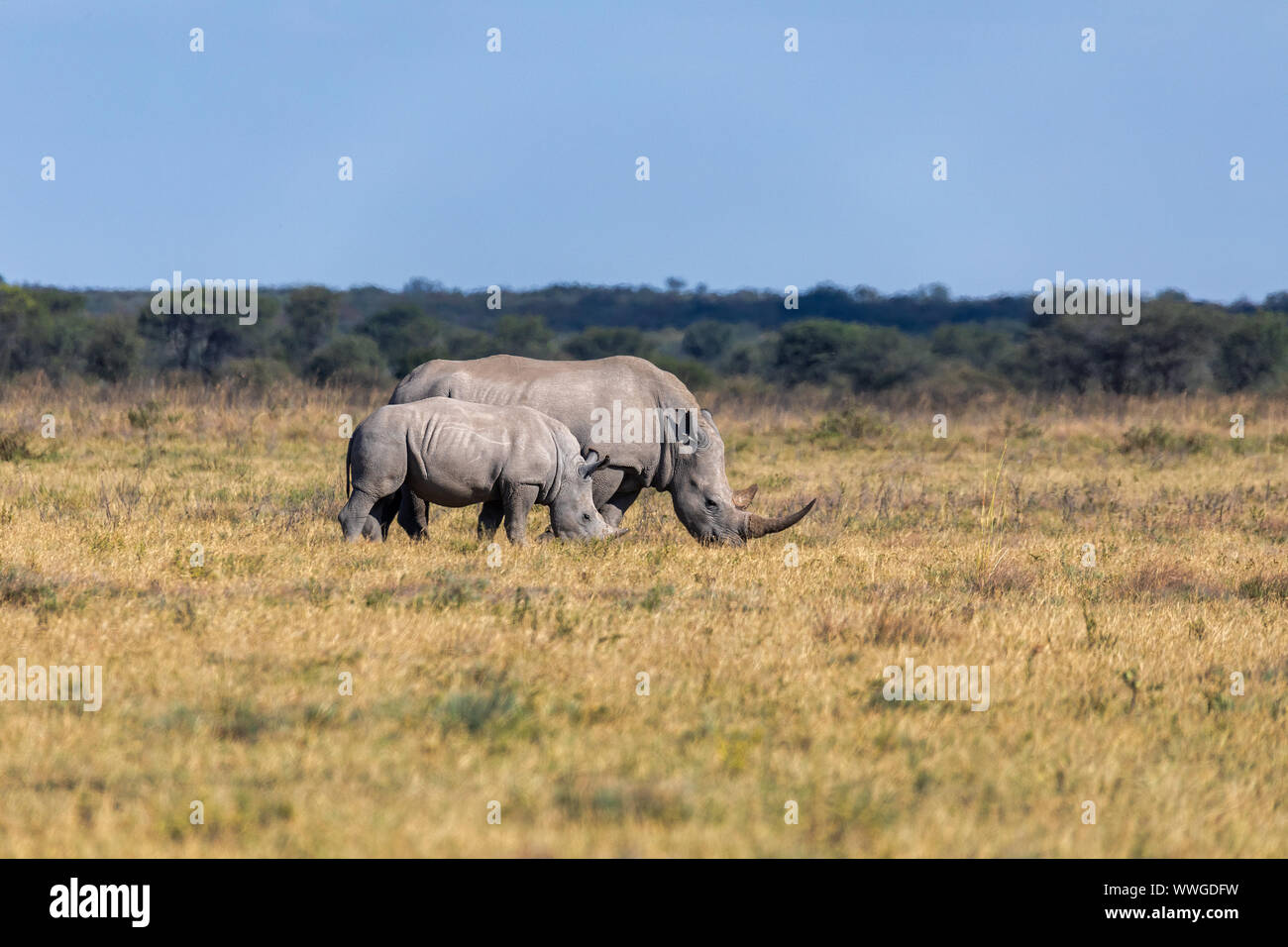 White rhino in botswana hi-res stock photography and images - Alamy