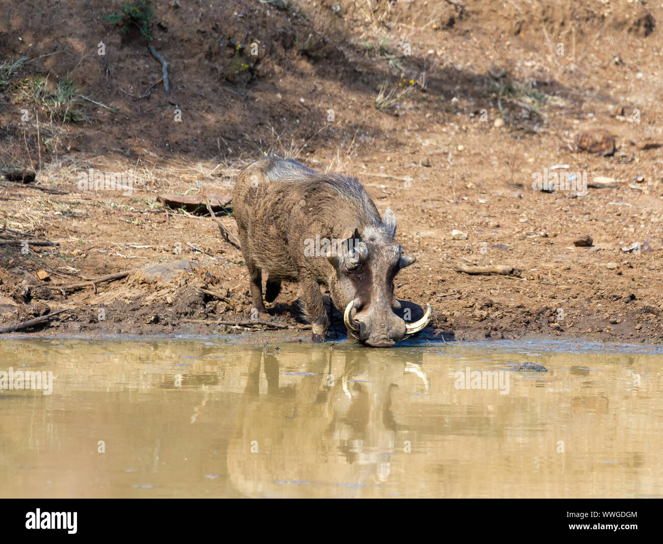 African pig Warthog on waterhole in Pilanesberg game reserve, South ...
