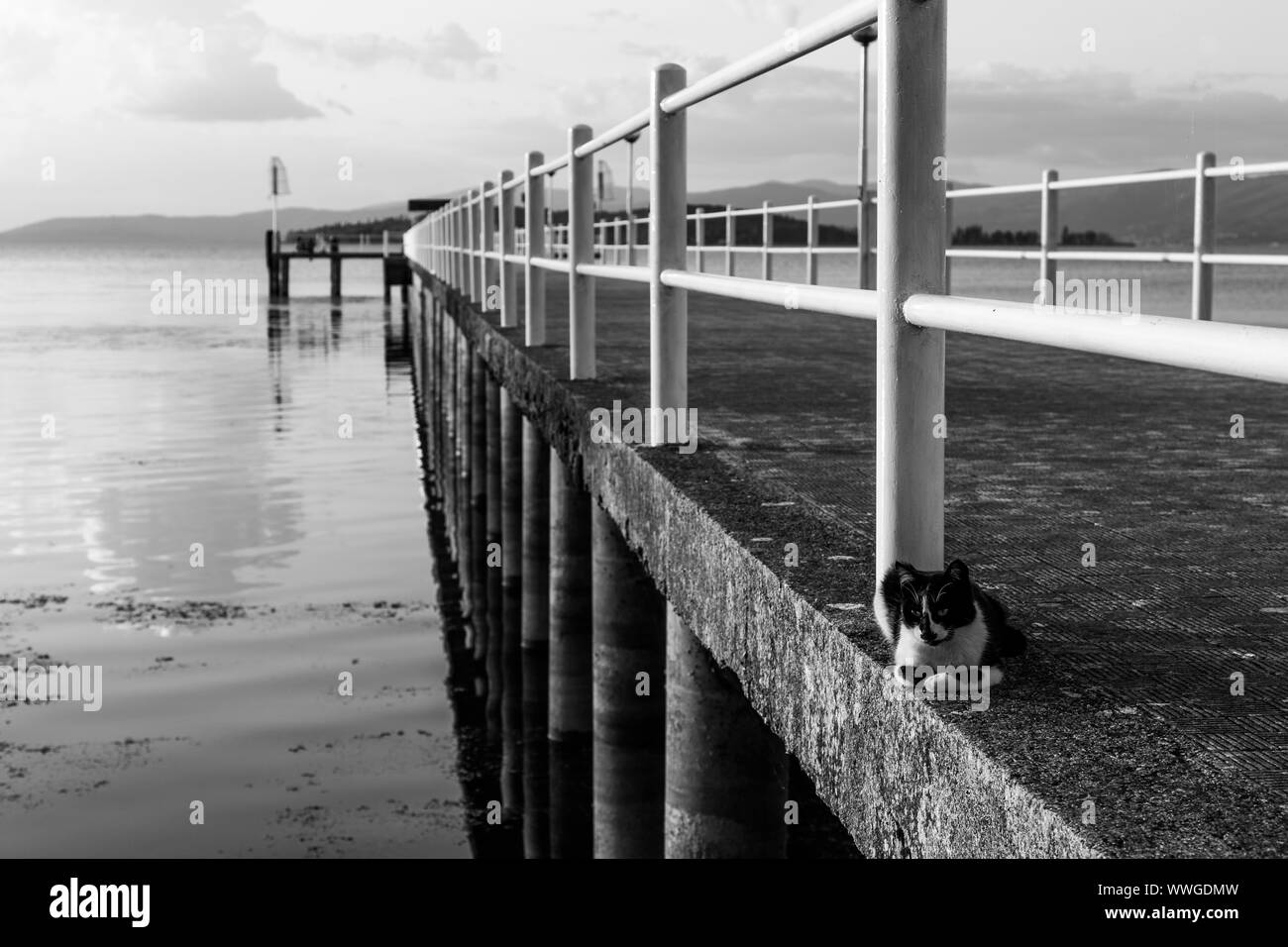 Animals resting animals Black and White Stock Photos & Images - Alamy
