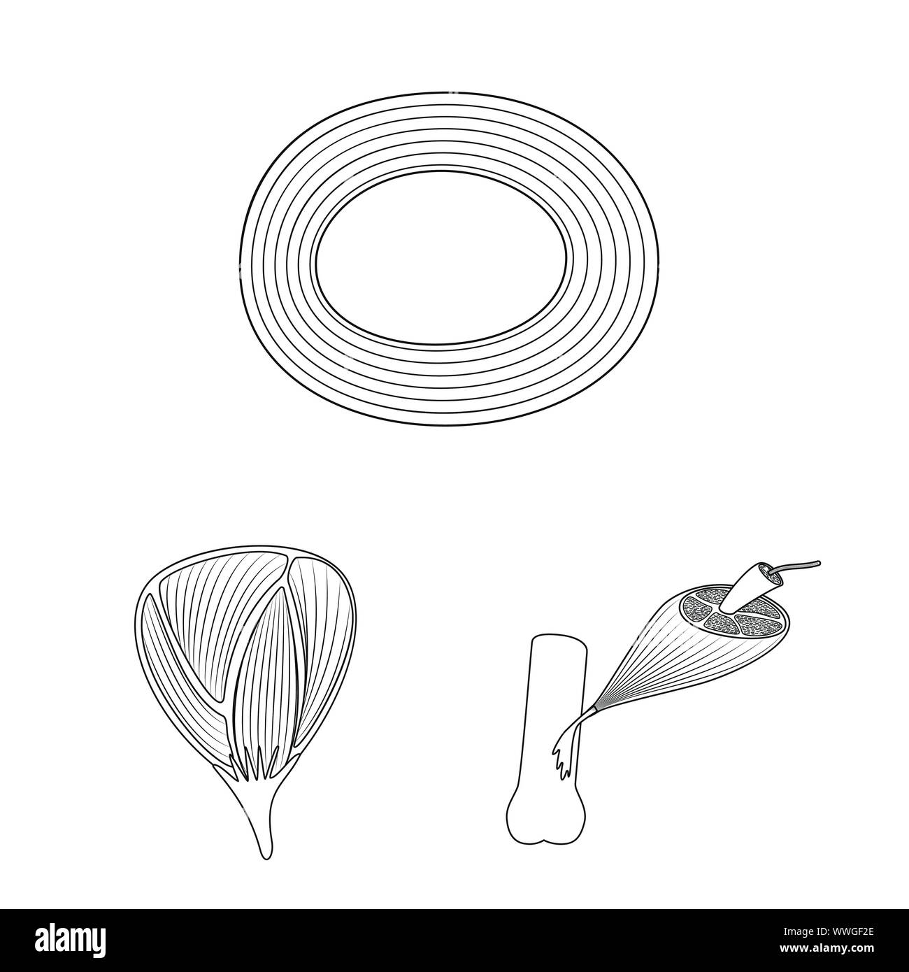 Vector illustration of fiber and muscular logo. Set of fiber and body ...