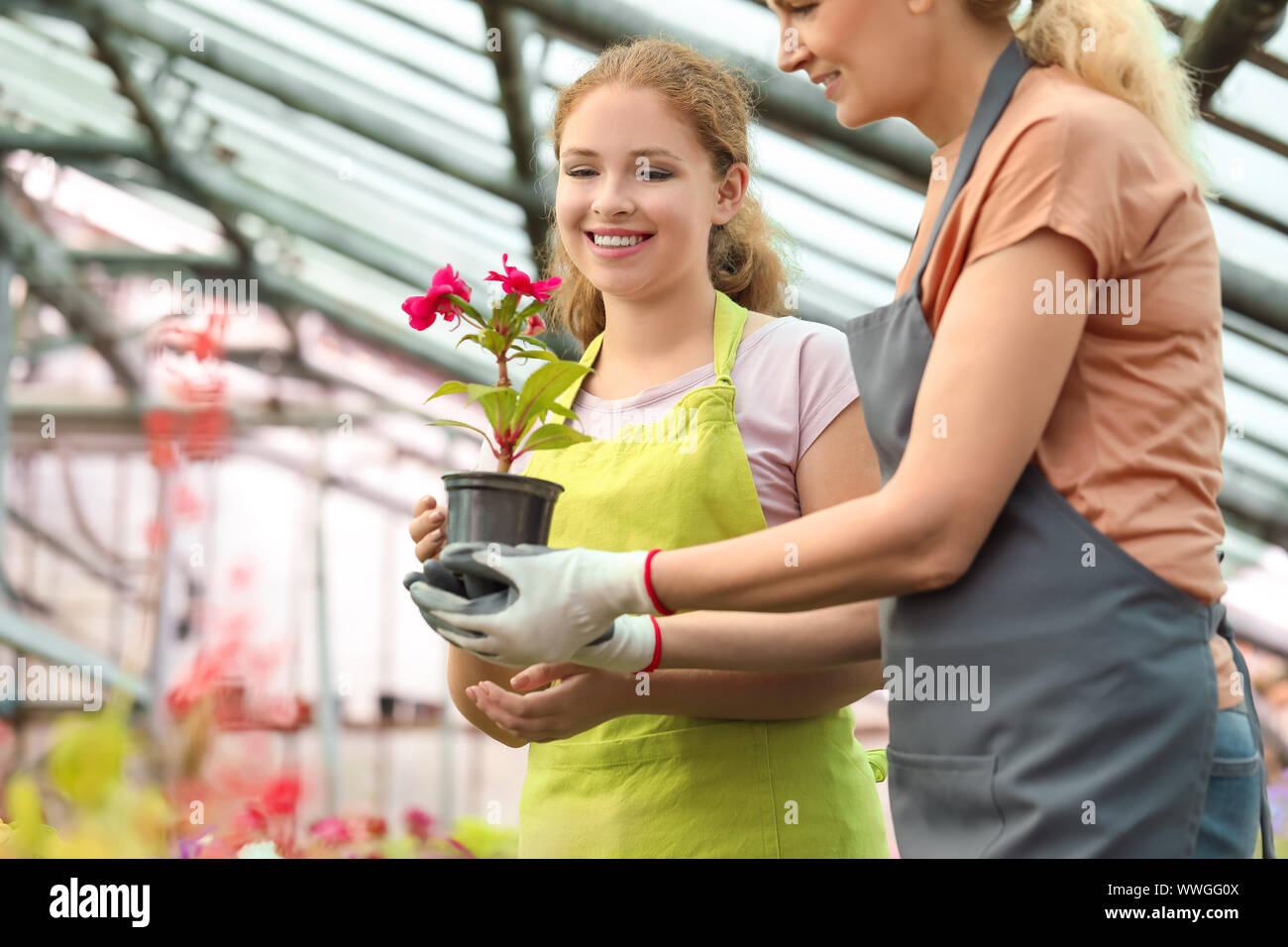 Female gardeners working in greenhouse Stock Photo - Alamy