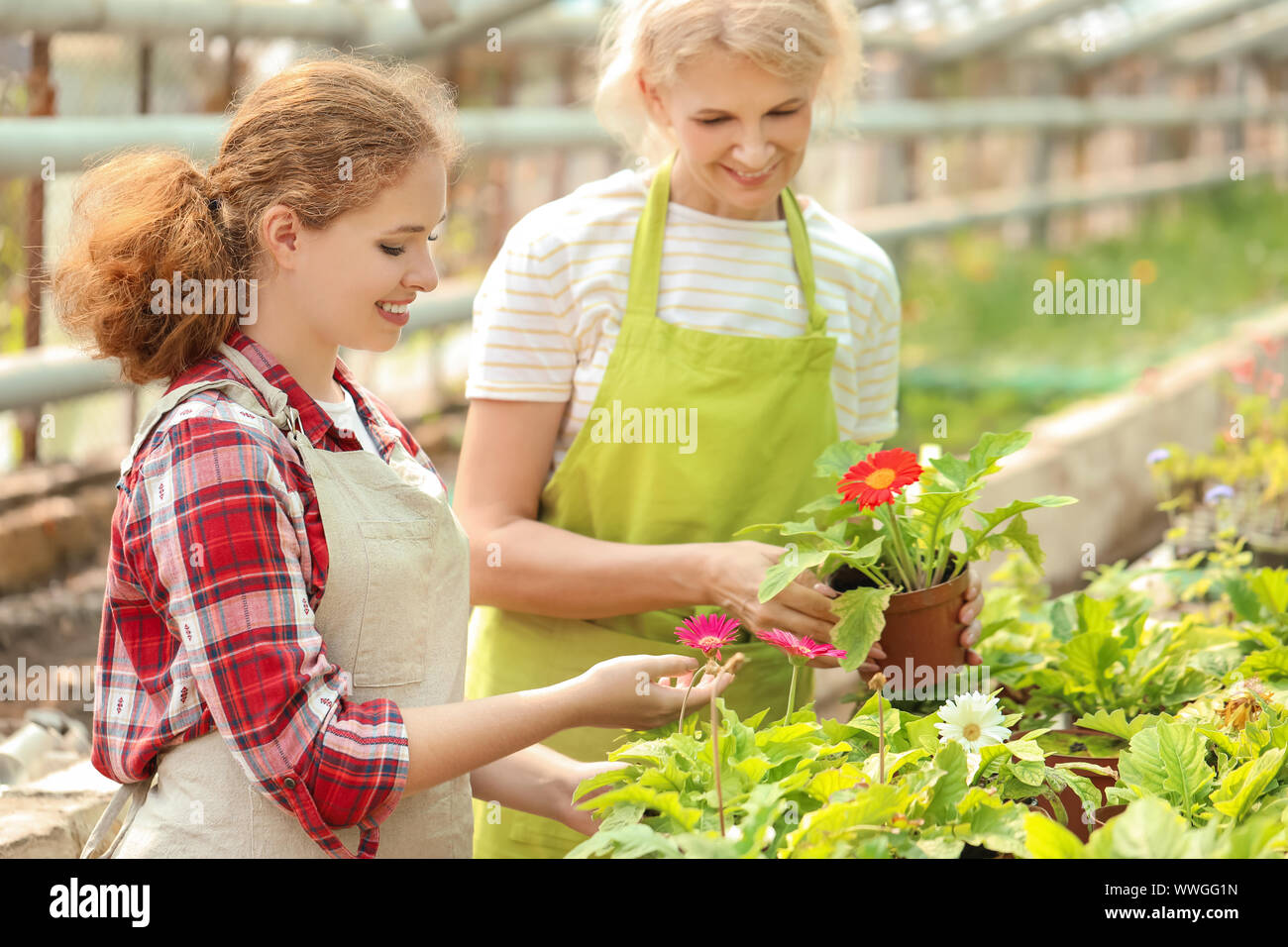 Female gardeners working in greenhouse Stock Photo - Alamy