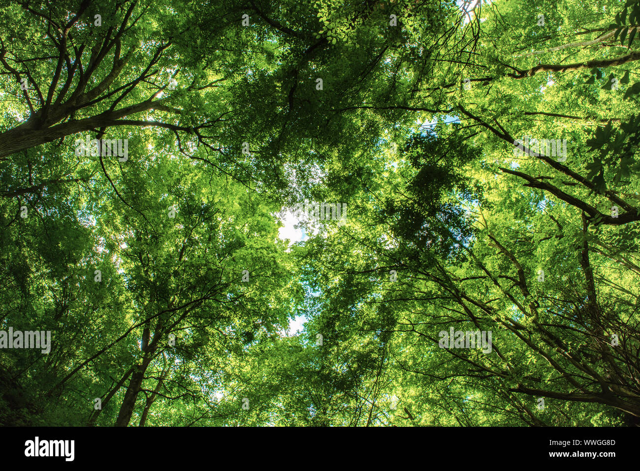 Summer green forest Stock Photo - Alamy