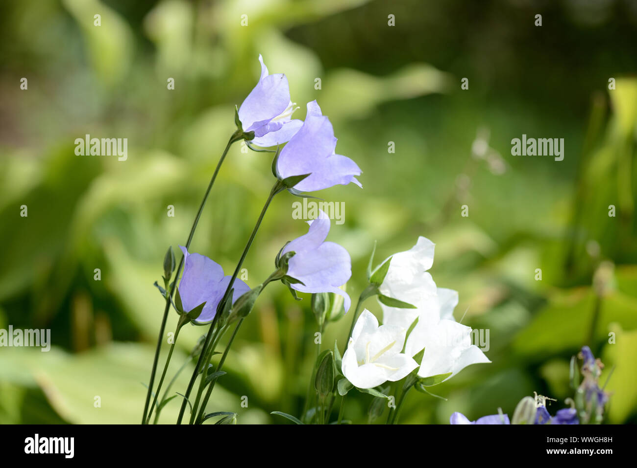 Bluebell flower bed hi-res stock photography and images - Alamy