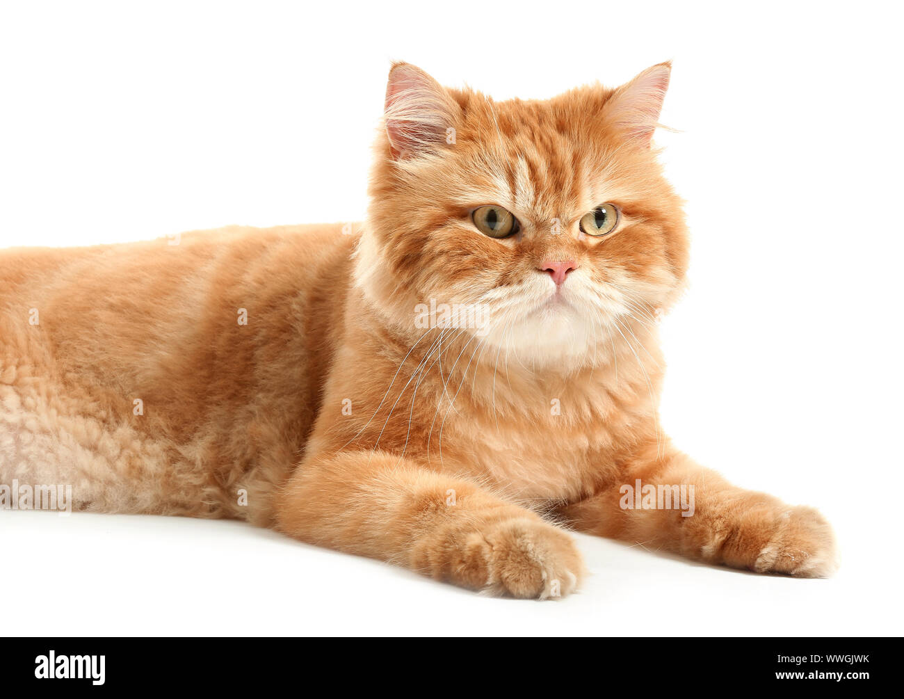Cute red Persian cat on white background Stock Photo - Alamy