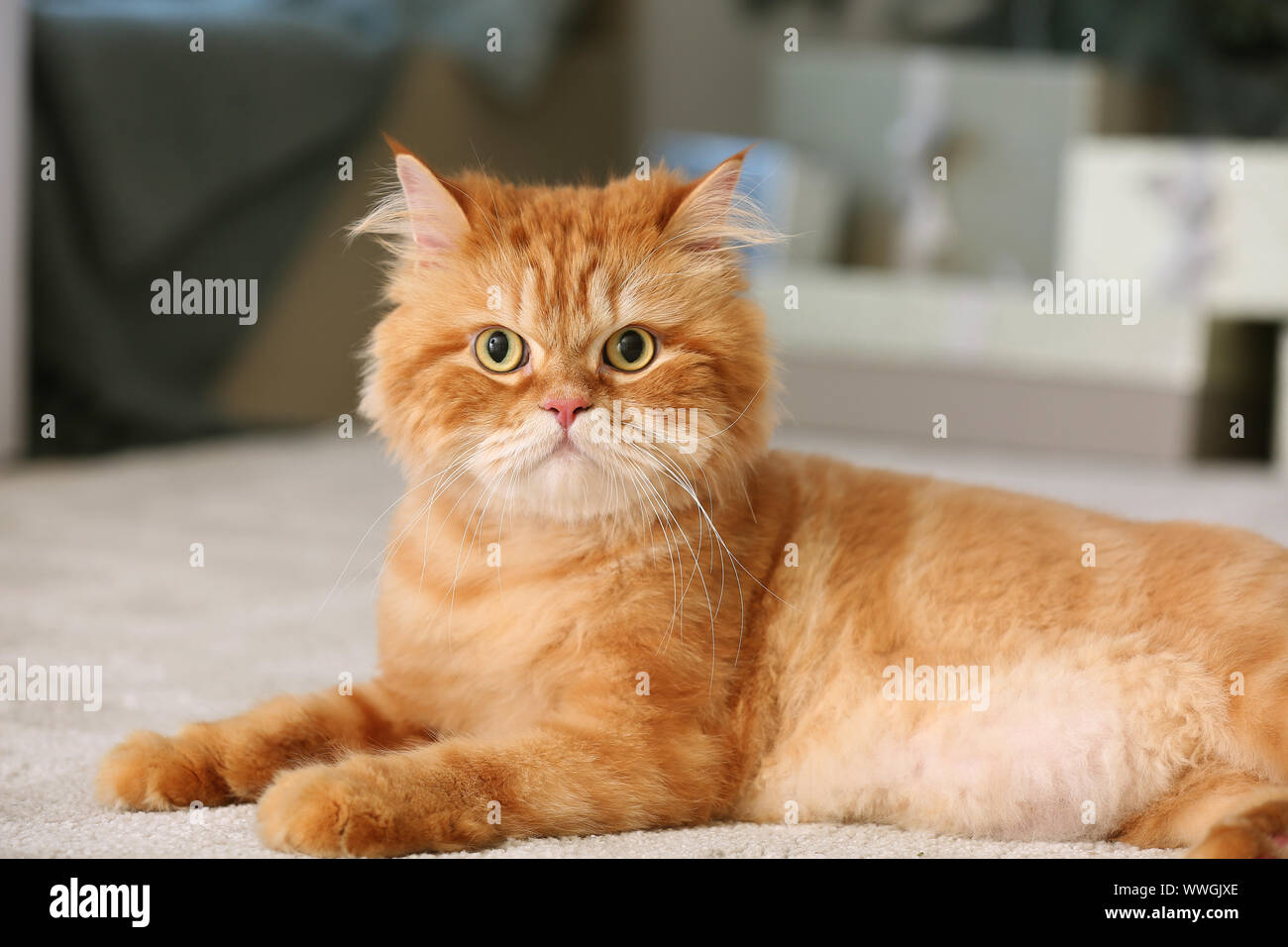 Cute Persian cat at home Stock Photo - Alamy