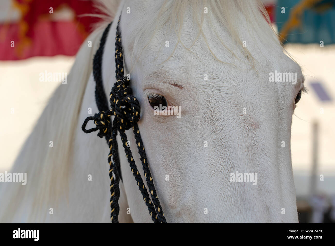 Marwari horse hi-res stock photography and images - Alamy