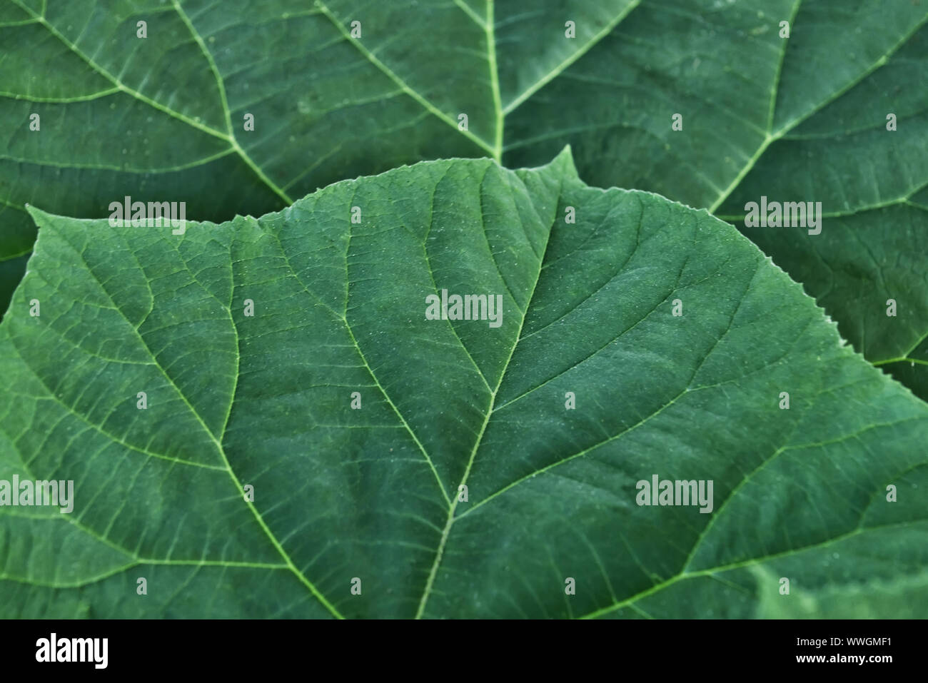 Closeup view of green leaves Stock Photo - Alamy