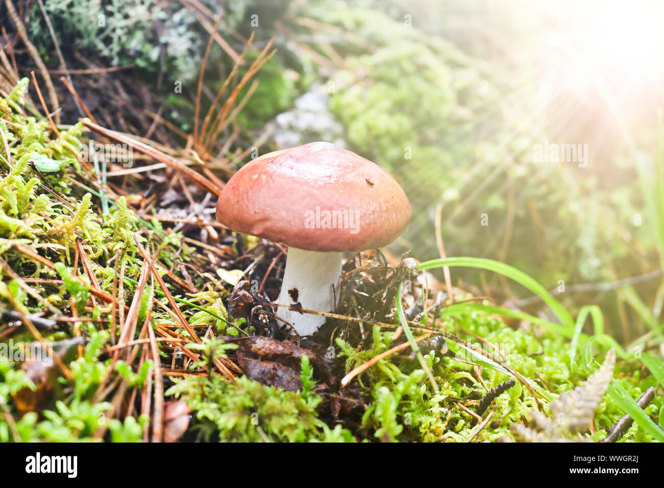 Slippery jack suillus luteus in hi-res stock photography and images - Alamy