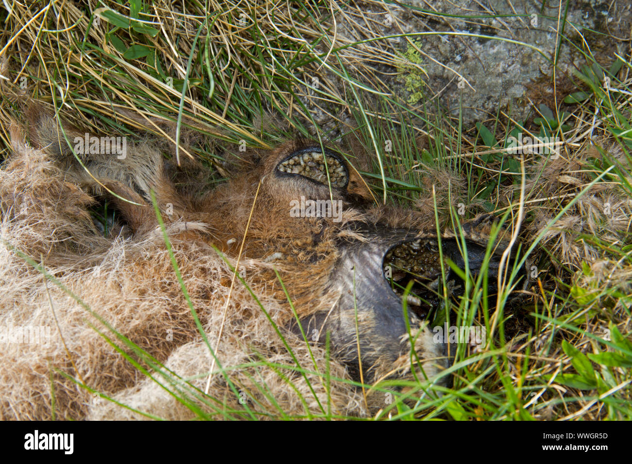 Decomposing Human Body Maggots