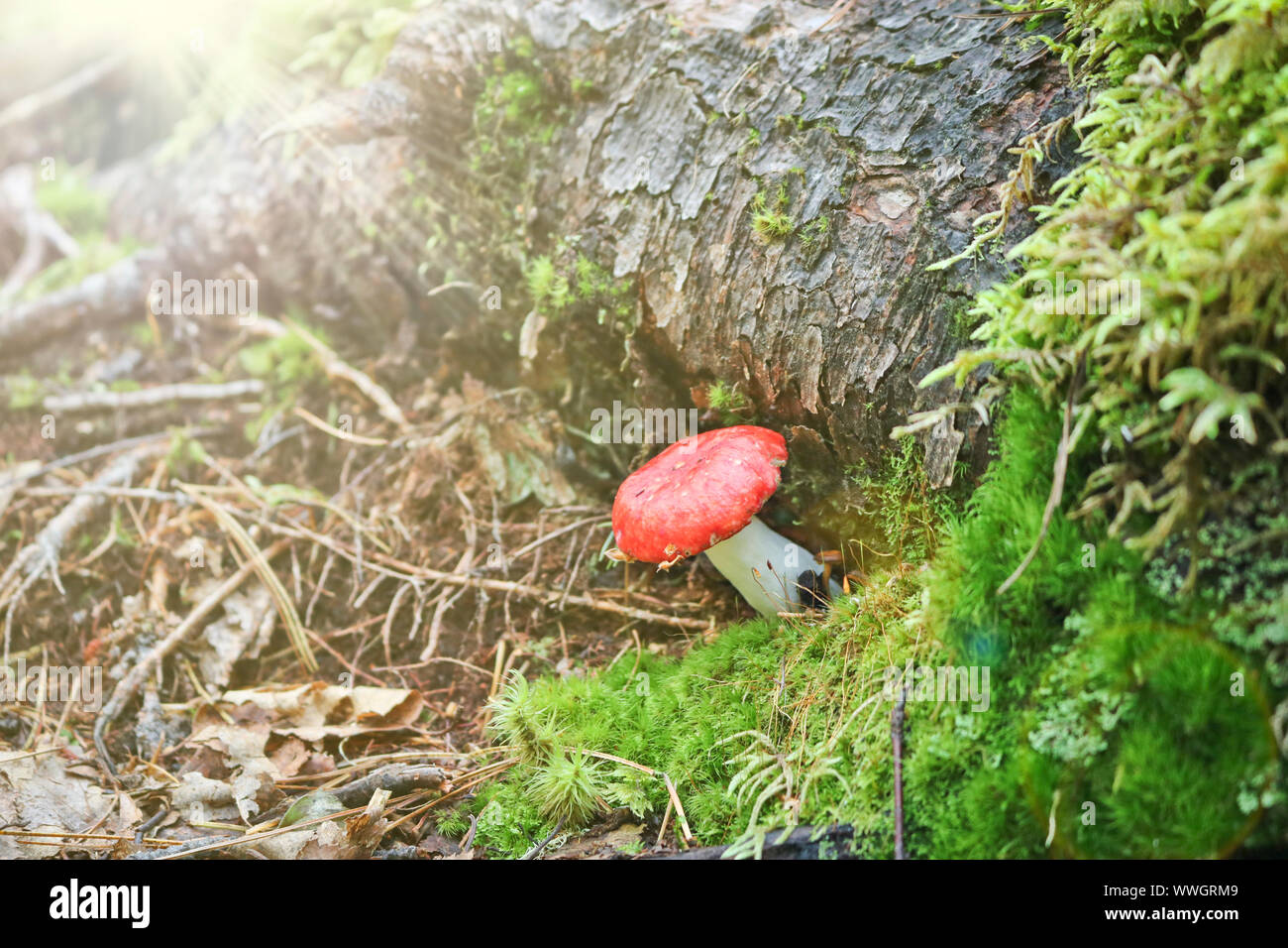 Mushroom picking - a small strong russula with a red hat in the rays of ...