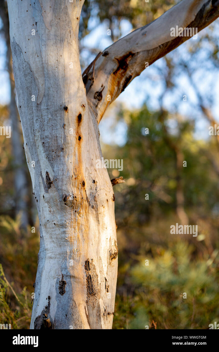 Australian Gum Tree in rural bush land Stock Photo - Alamy