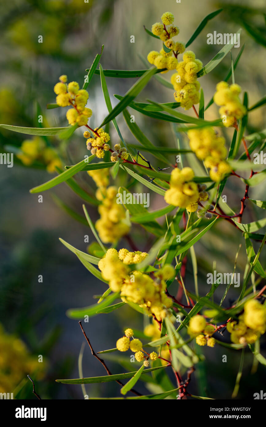 Western australian golden wattle hi-res stock photography and images ...