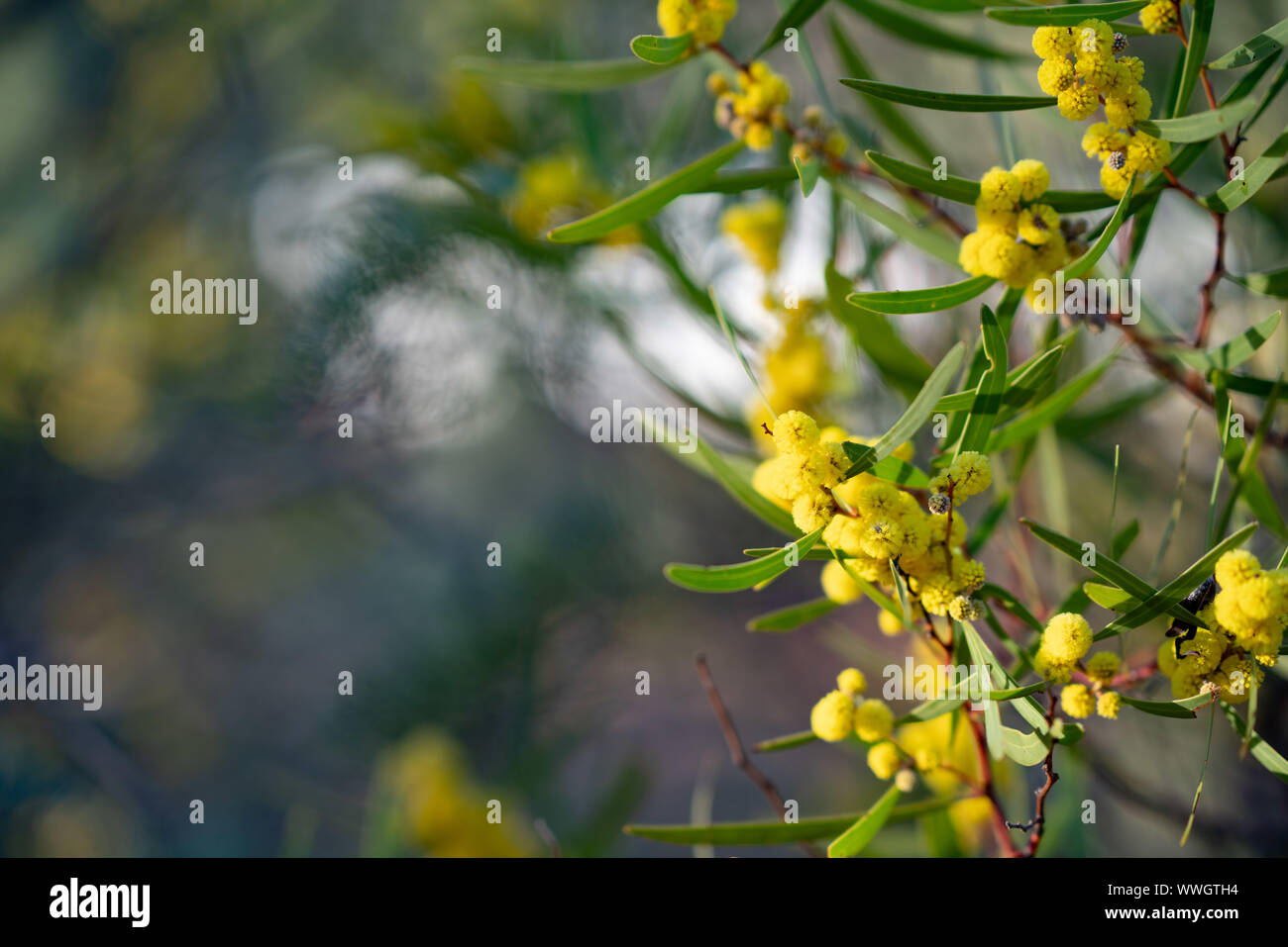 Western australian golden wattle hi-res stock photography and images ...
