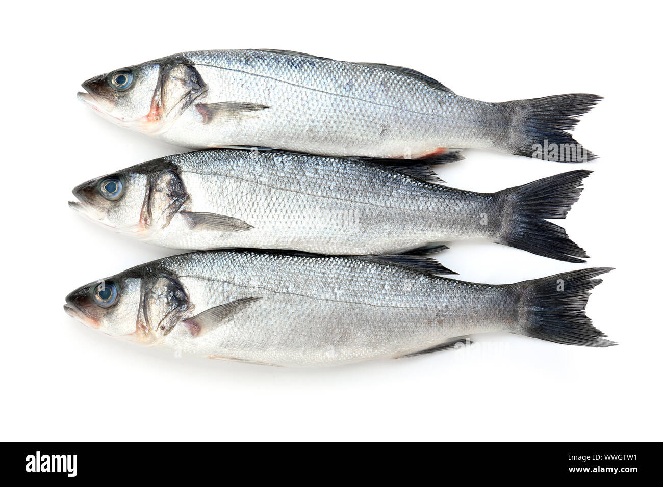 Fresh seabass fish on white background Stock Photo - Alamy