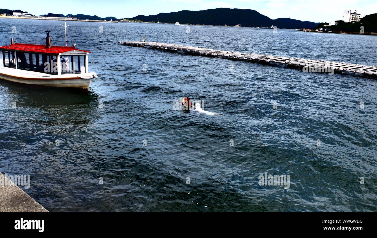 Ama diver hi-res stock photography and images - Alamy