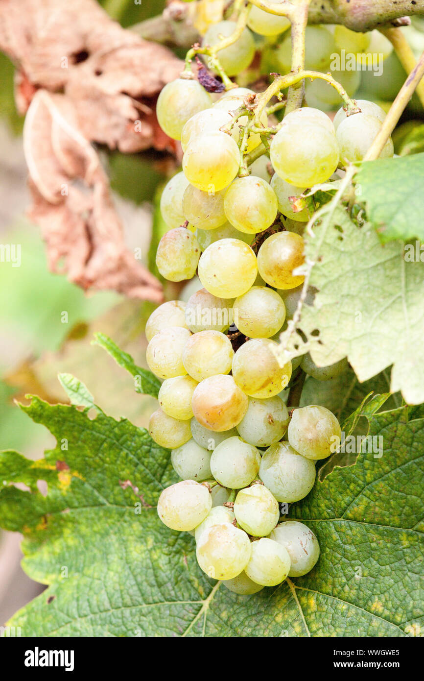 Grapes on the vine. Natural, arable Stock Photo - Alamy